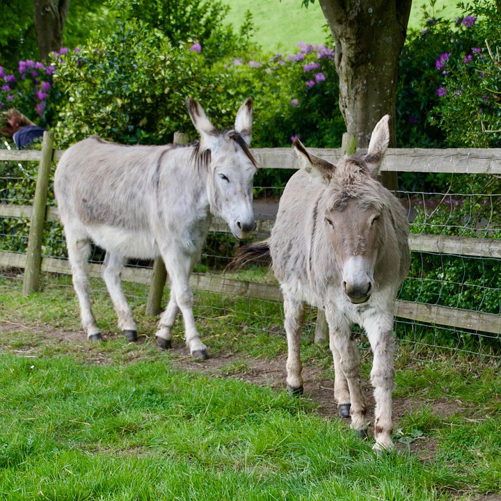 Donkeys Animals Paddock Farm - Free photo on Pixabay - Pixabay