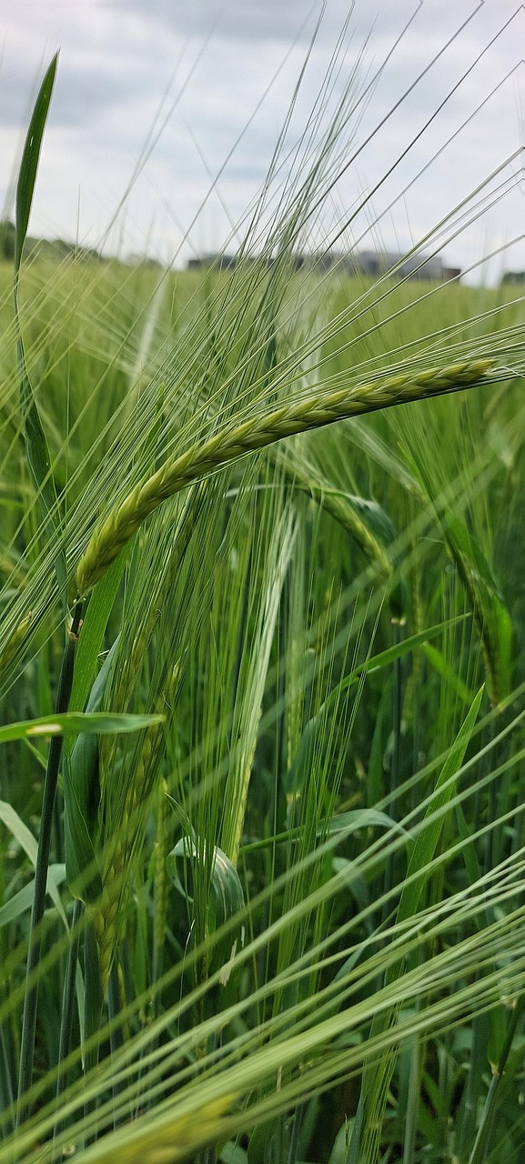 Wheat Field Nature - Free photo on Pixabay