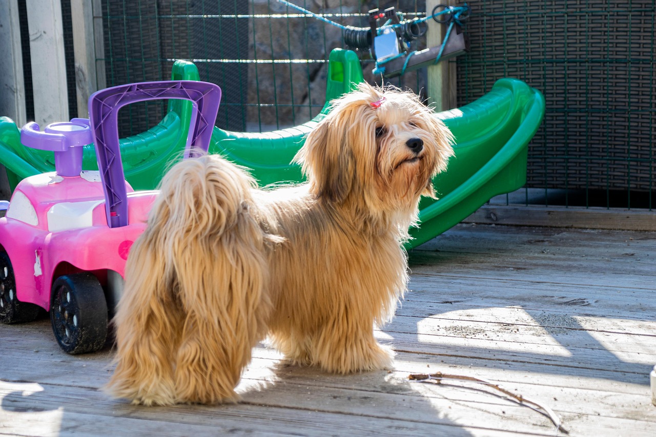 Bichon Havanese Dog - Free photo on Pixabay - Pixabay
