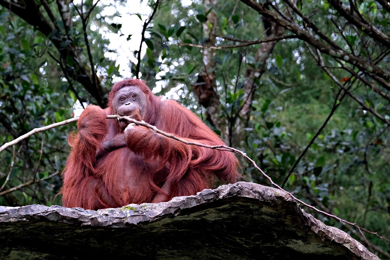 Orang-Outan Primate Faune - Photo gratuite sur Pixabay - Pixabay