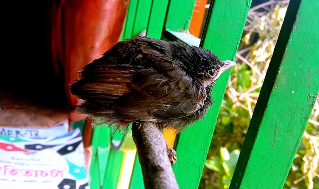 Baby Bulbul Bird - Free photo on Pixabay