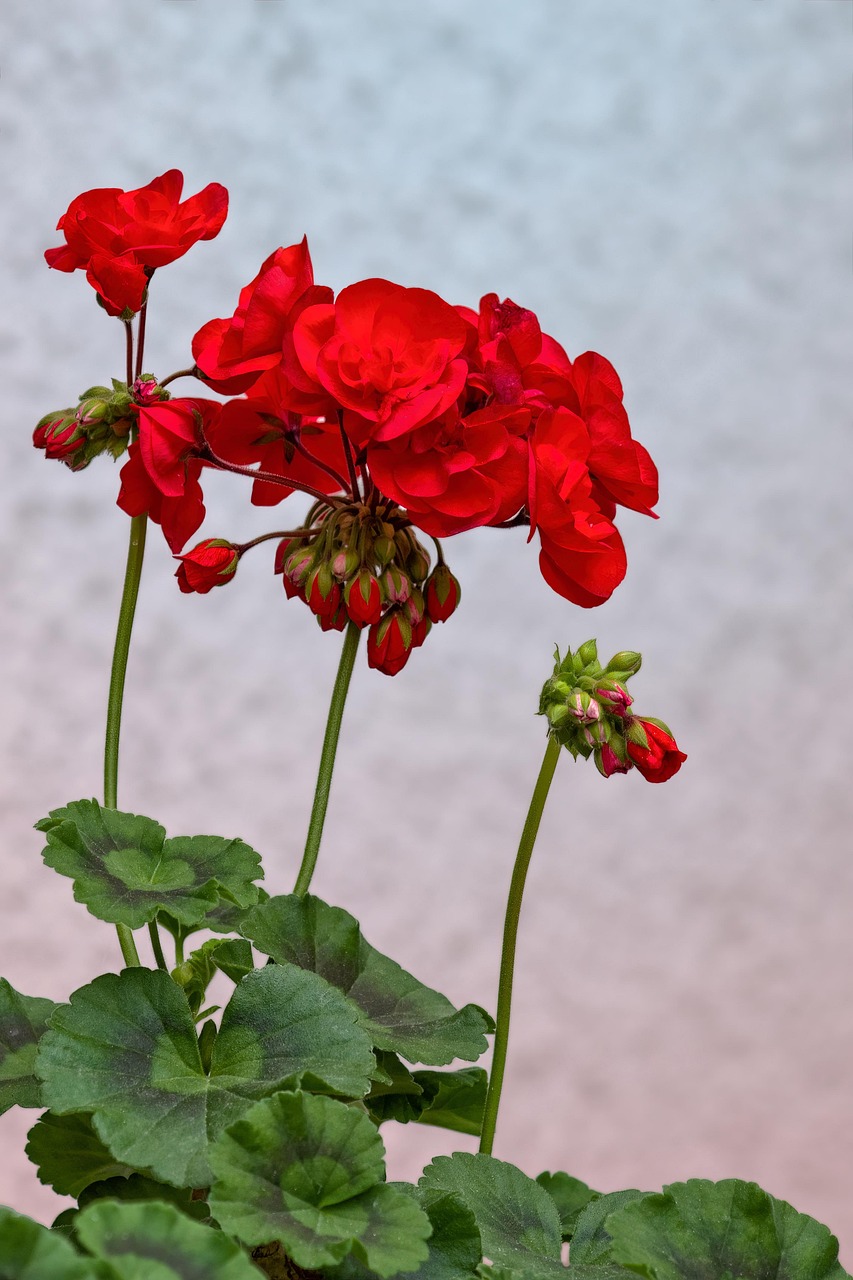 Geranio Flores Rojas - Foto gratis en Pixabay - Pixabay