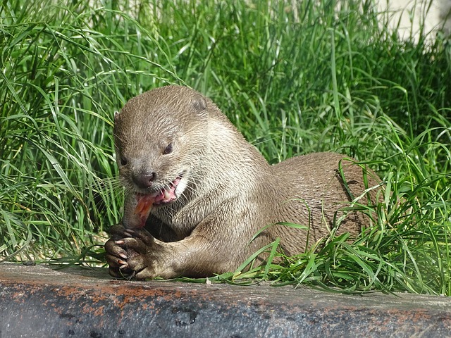 Otter Animal Mammal - Free photo on Pixabay
