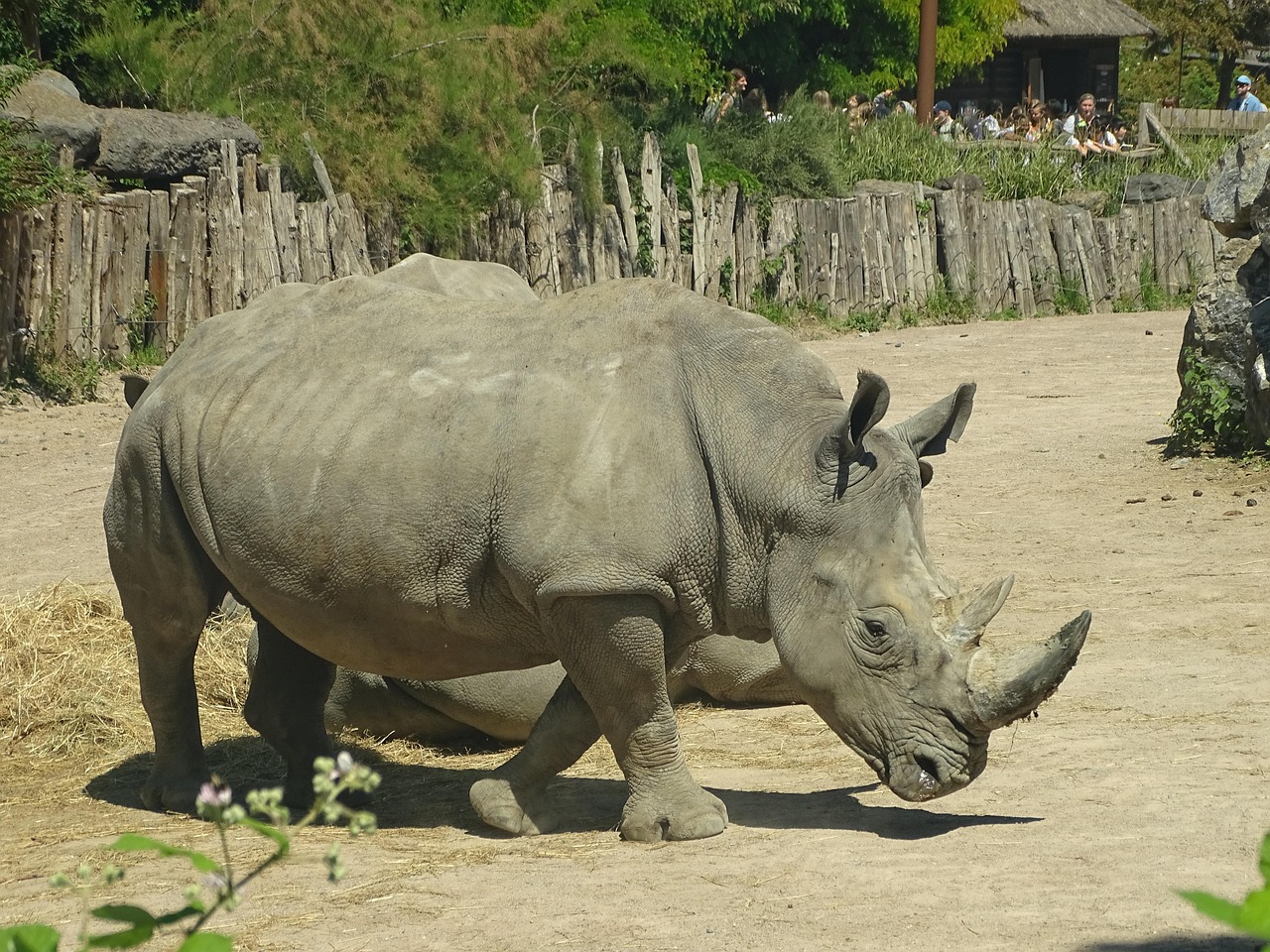 Rinoceronte Mamífero Animal - Foto gratuita no Pixabay - Pixabay