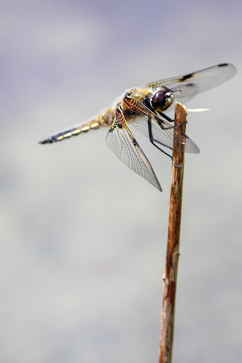 Four-Spot Dragonfly Wing Insect - Free photo on Pixabay - Pixabay