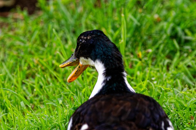 Pato Pássaro Animal - Foto gratuita no Pixabay - Pixabay