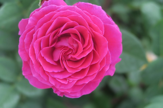 Rose Rosa Amor - Foto gratuita no Pixabay - Pixabay