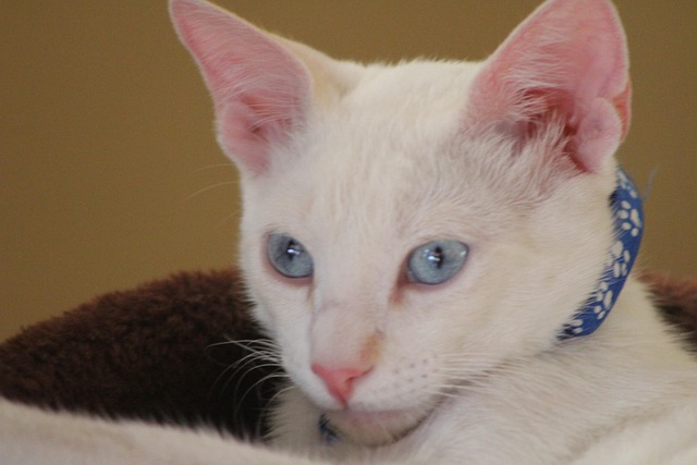 Misha The Russian Cat Mascot Cats - Free photo on Pixabay - Pixabay