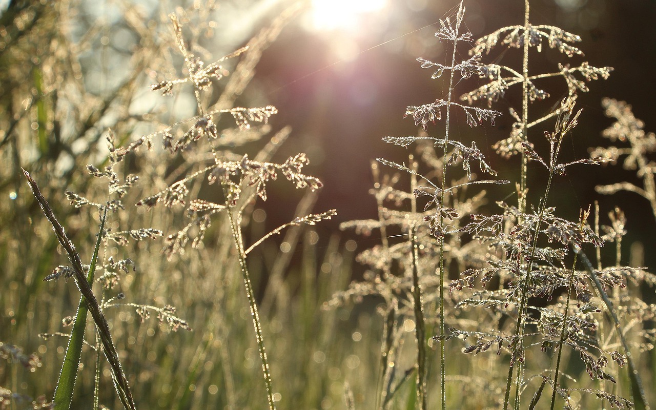 Grass Grain Plant - Free photo on Pixabay