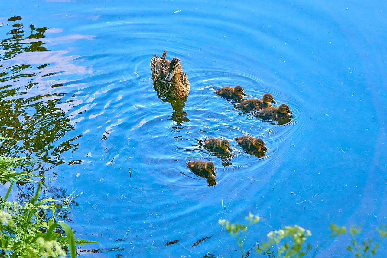 Pato Real Patitos Pollitos - Foto gratis en Pixabay - Pixabay