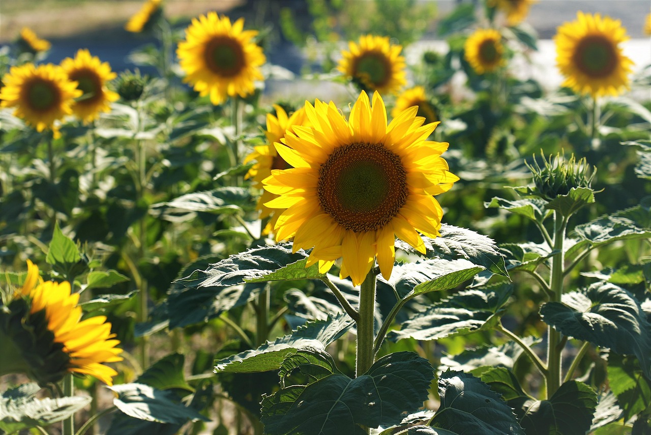 Sunflower Bidang Bunga - Foto gratis di Pixabay - Pixabay