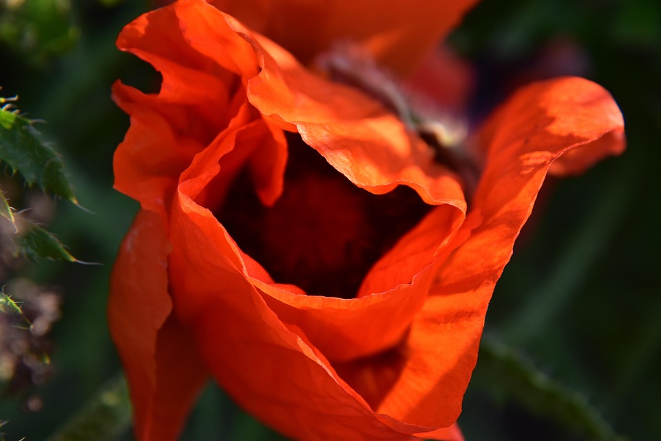 Poppy Flower Plant - Free photo on Pixabay - Pixabay