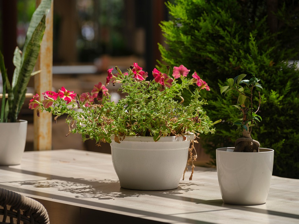 Pink Flowers Potted Plants Garden - Free photo on Pixabay