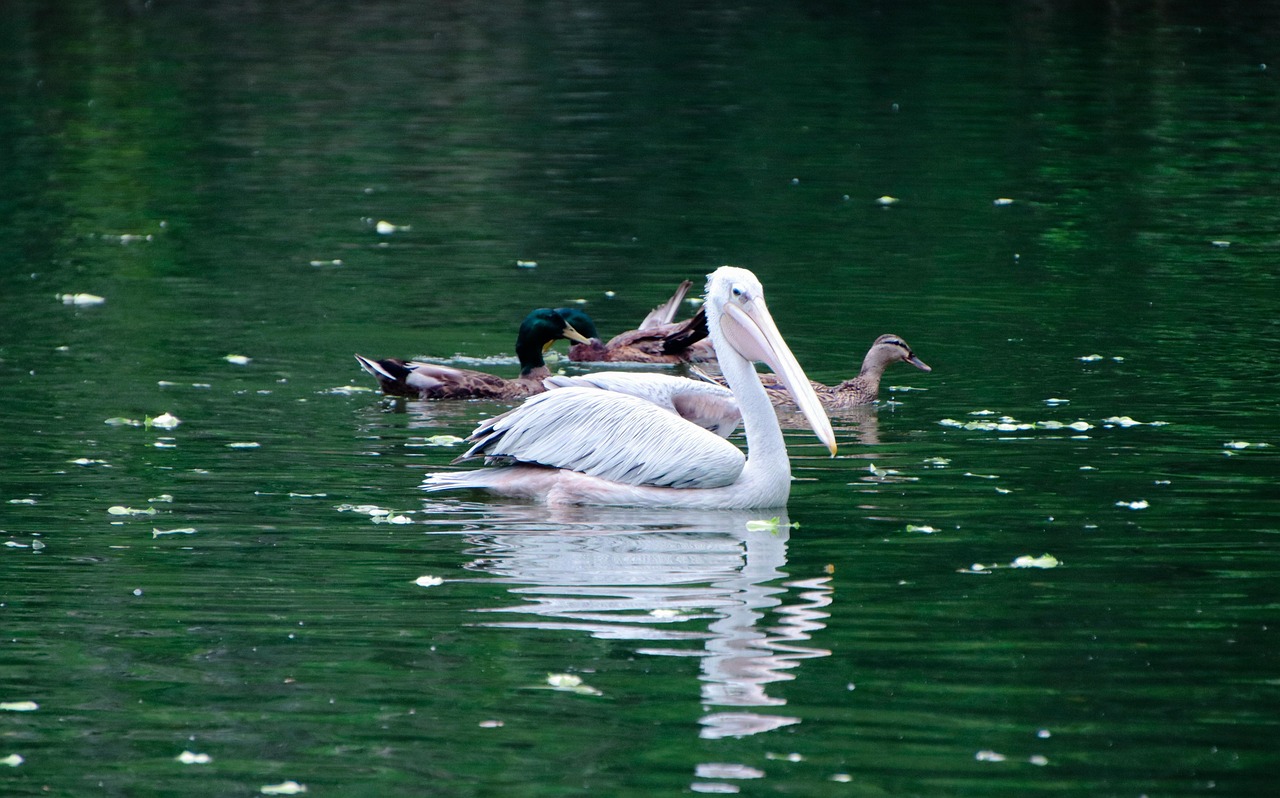 Pelican Ducks Birds - Free photo on Pixabay - Pixabay