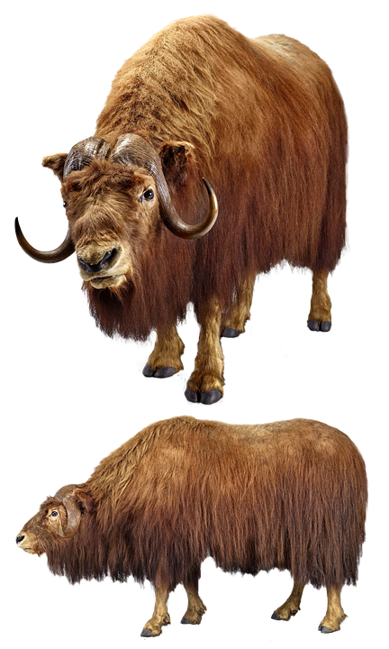 Download Muskox, Animal, Mammal. Royalty-Free Stock Illustration Image ...