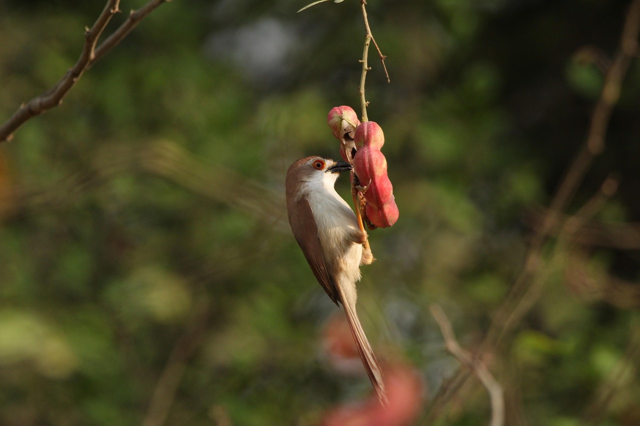 Yellow Eyed Babbler Bird Animal - Free photo on Pixabay