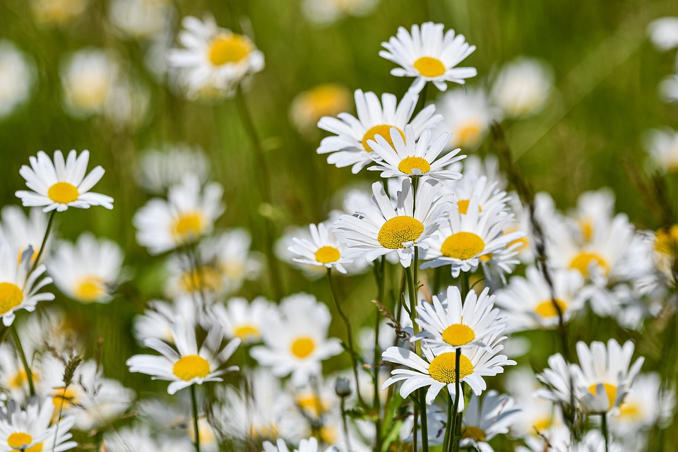 Prästkragar Blommor Växter Vita - Gratis foto på Pixabay