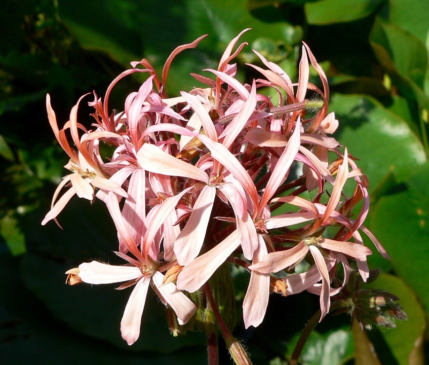 Pelargonium Nature Flower - Free photo on Pixabay - Pixabay