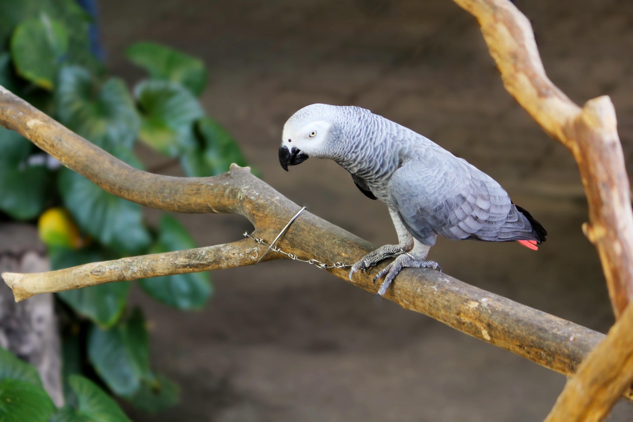 Parrot Bird Perched - Free photo on Pixabay - Pixabay