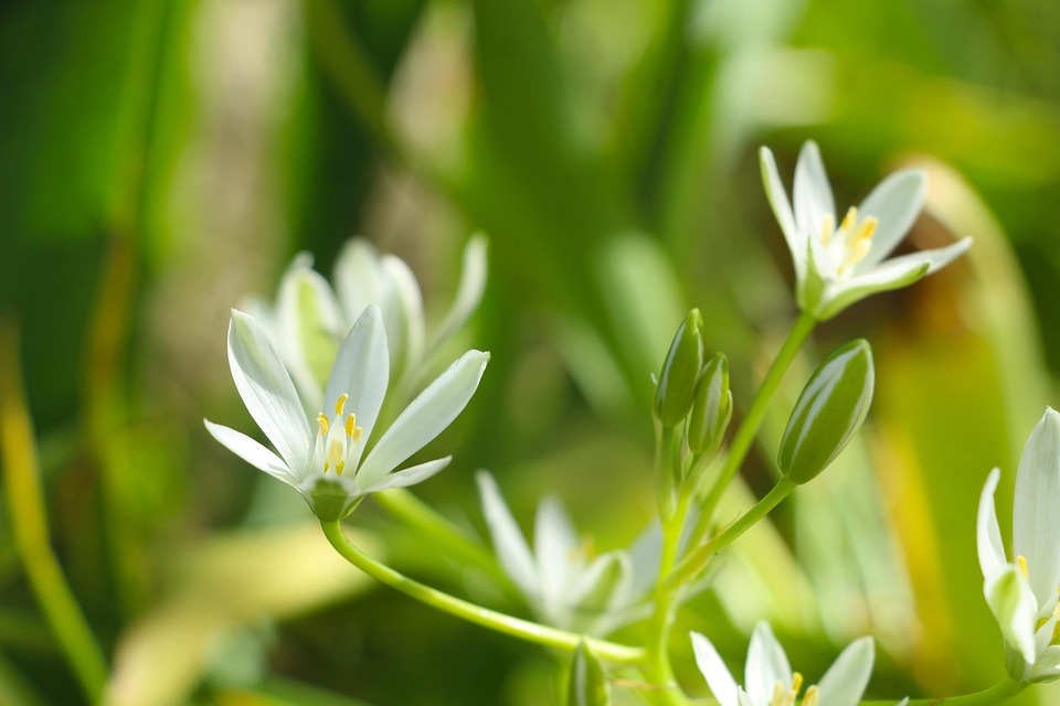 Garden Star-Of-Bethlehem Flowers - Free photo on Pixabay