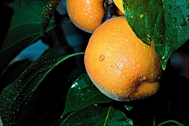 Apricot Fruit Food - Free photo on Pixabay
