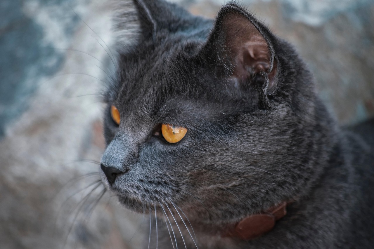 10,000+ Free British Shorthair & Cat Images - Pixabay