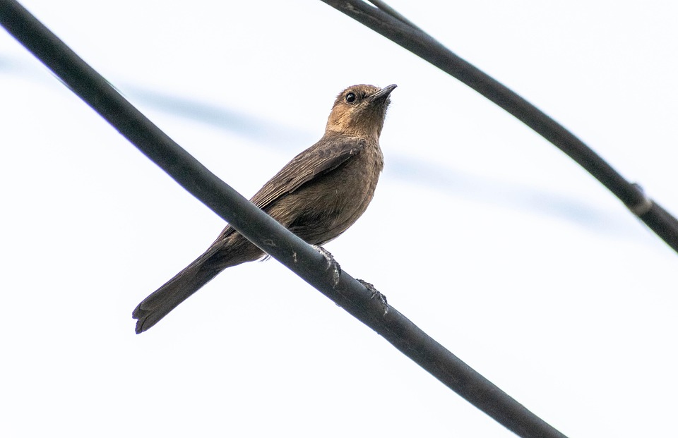Robin Burung Duduk - Foto gratis di Pixabay - Pixabay