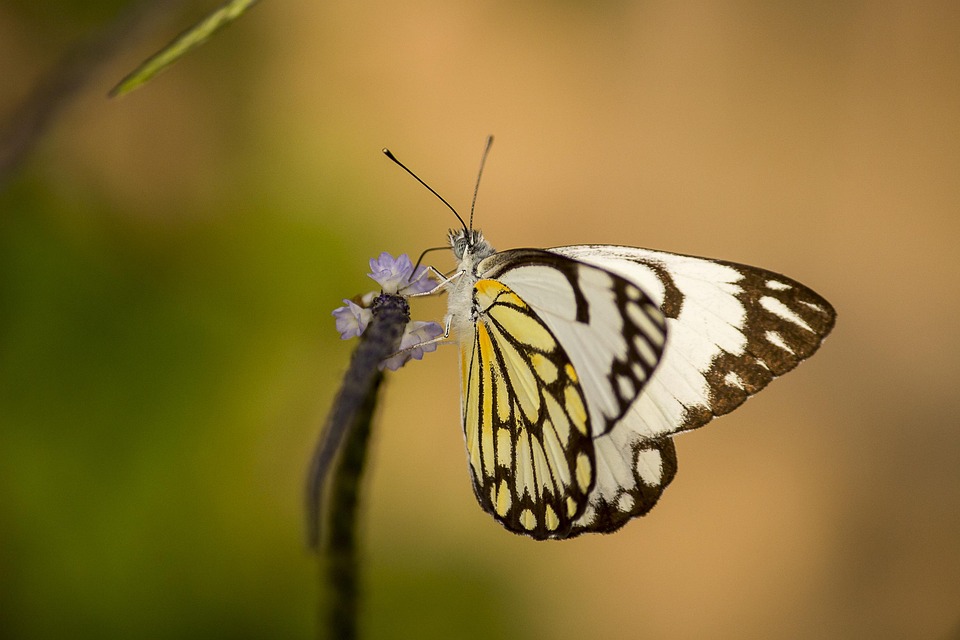 Papillon Ailes Insecte - Photo gratuite sur Pixabay - Pixabay
