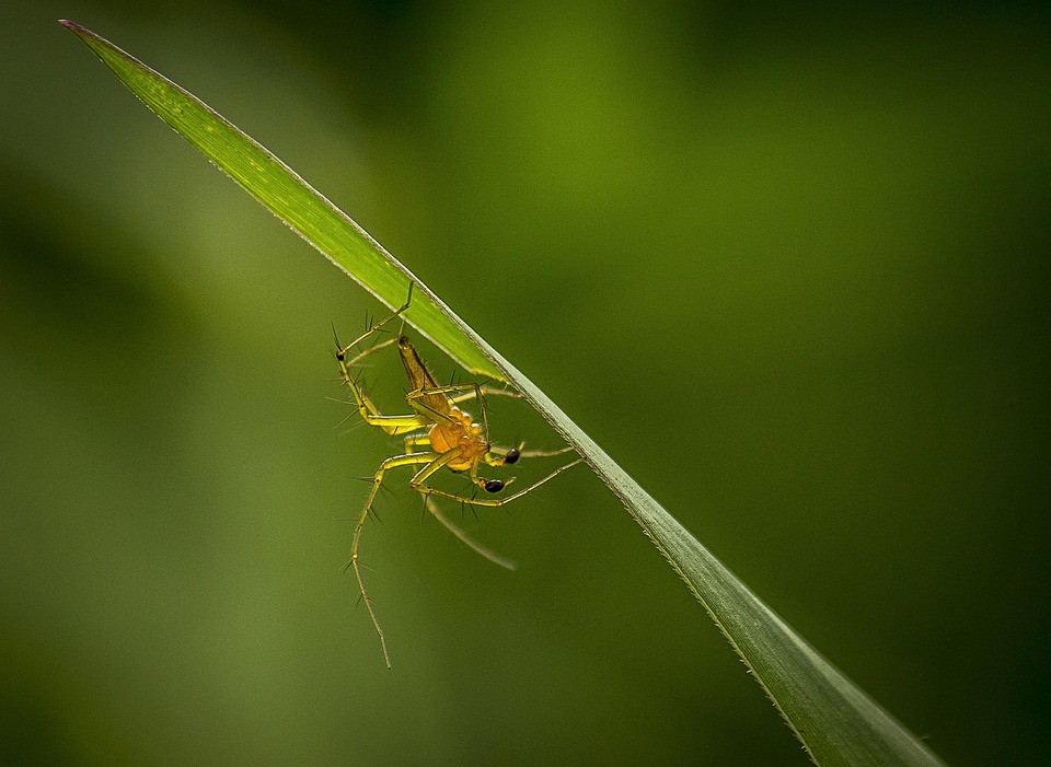 Insect Animal Wildlife - Free photo on Pixabay