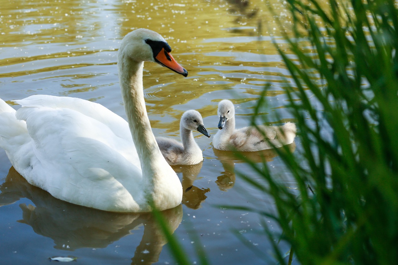 300+ Free Swans Cygnets & Cygnet Images - Pixabay
