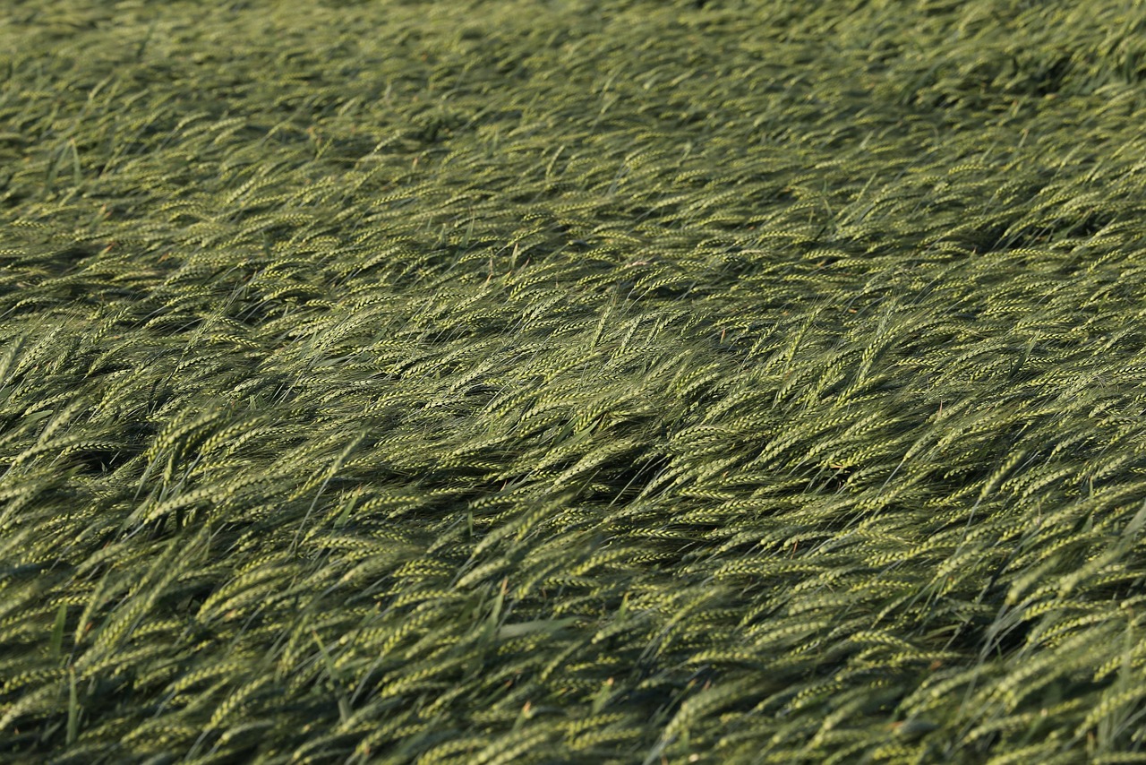Barley Baron Tanaman-Tanaman - Foto gratis di Pixabay - Pixabay