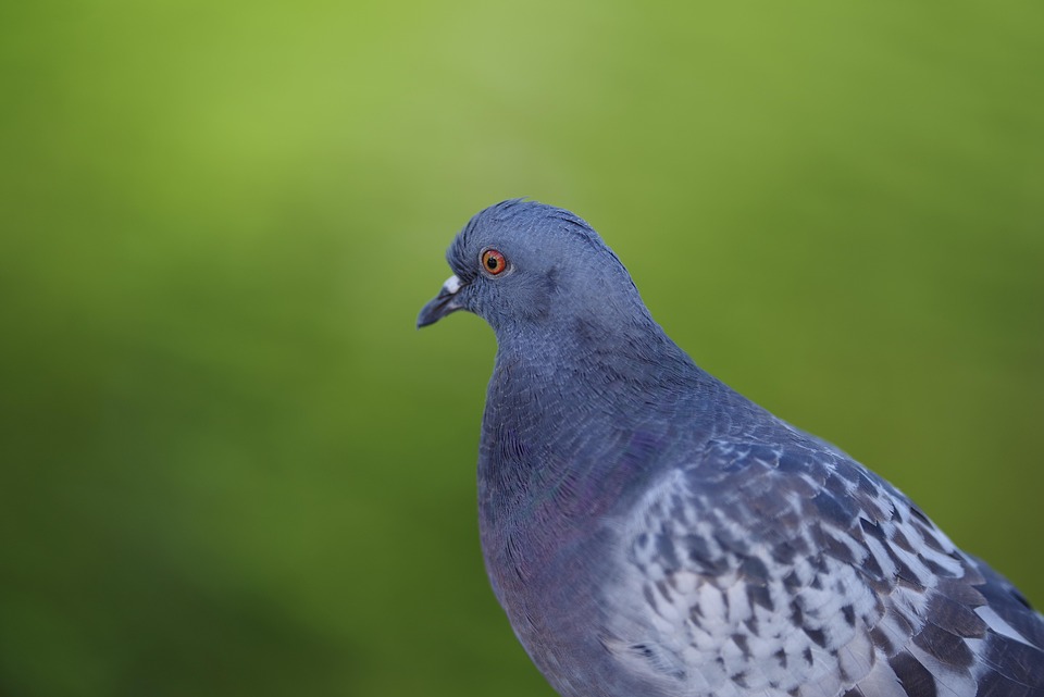 Pigeon Bird Animal - Free photo on Pixabay - Pixabay