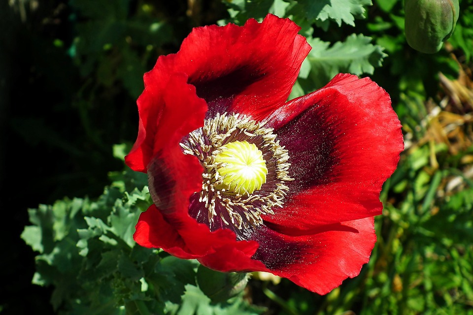 Opium Bunga Poppy Merah - Foto gratis di Pixabay - Pixabay