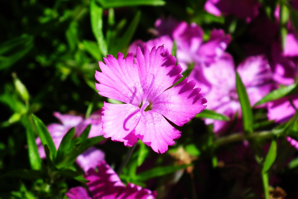 Fleurs Clous De Girofle - Photo gratuite sur Pixabay - Pixabay