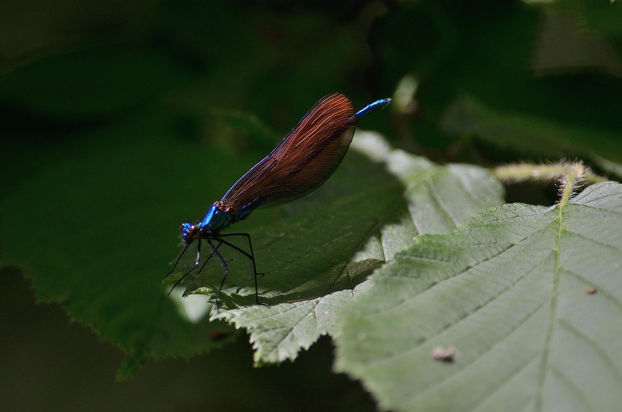 Libellule Insecte Entomologie - Photo gratuite sur Pixabay - Pixabay