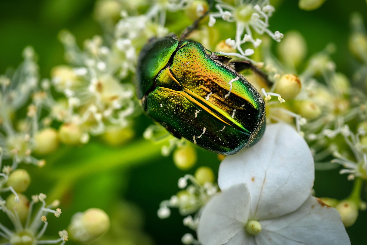 Beetle Insect Nature - Free photo on Pixabay - Pixabay