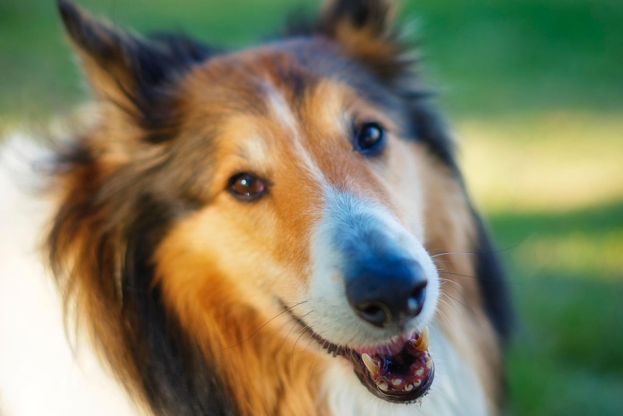 Rough Sheepdog Loving And Loyal - Free photo on Pixabay - Pixabay