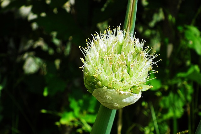 Fleur Oignon Gallois Jardin - Photo gratuite sur Pixabay - Pixabay