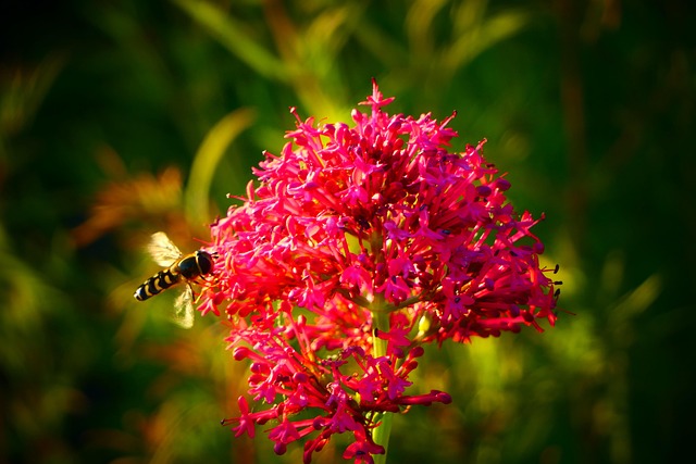 Bee Pollination Pink Flower - Free photo on Pixabay