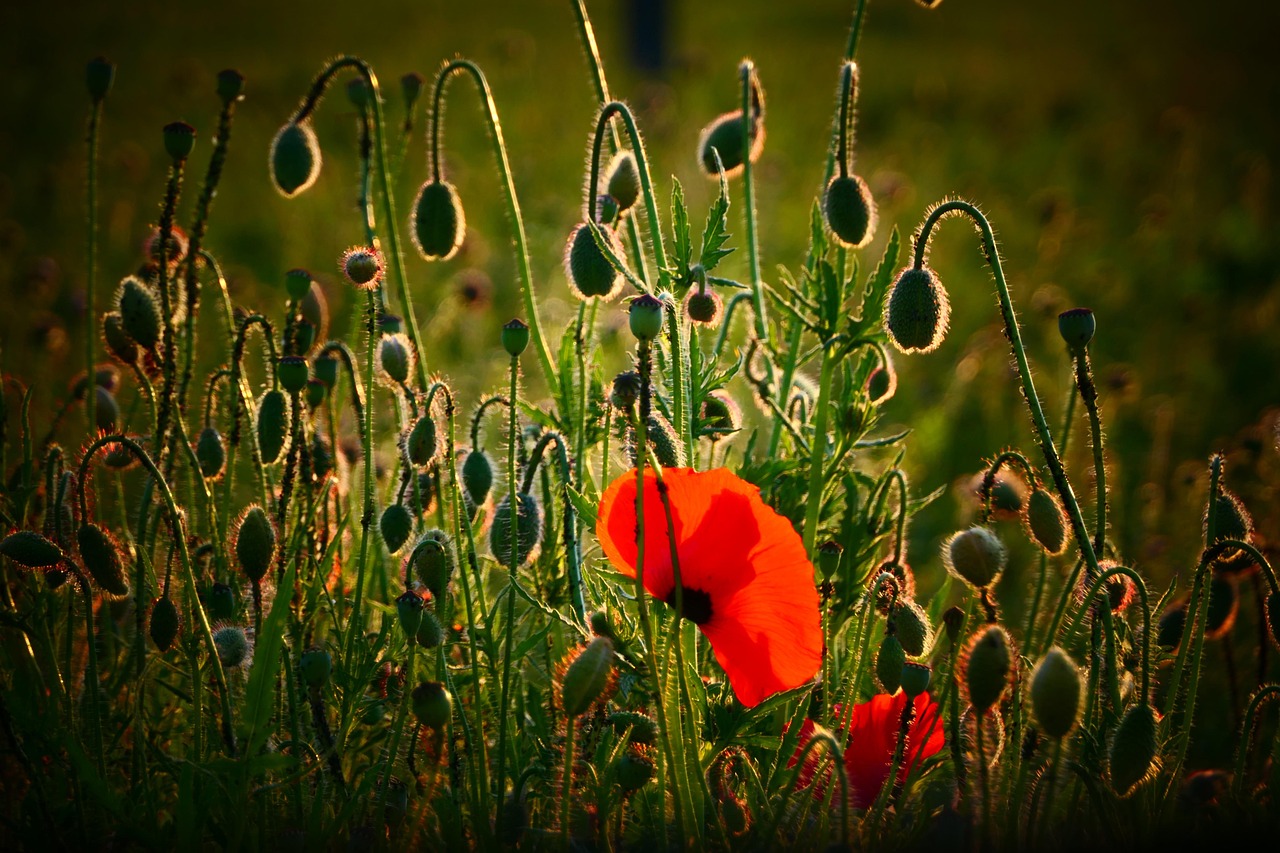 100+ Free 새싹 비 & Nature Images - Pixabay