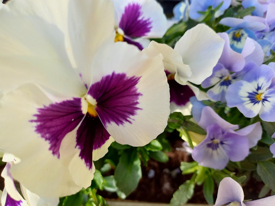 Flowers Flower Armor - Free photo on Pixabay - Pixabay