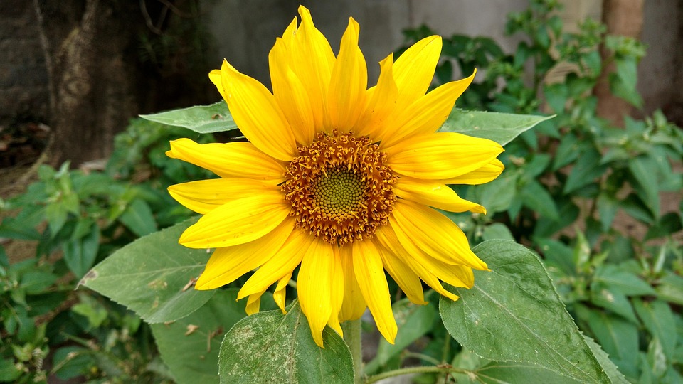 Flower Sunflower Yellow - Free photo on Pixabay - Pixabay