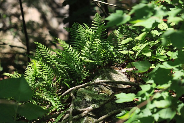 40+ Free Appalachia & West Virginia Images - Pixabay