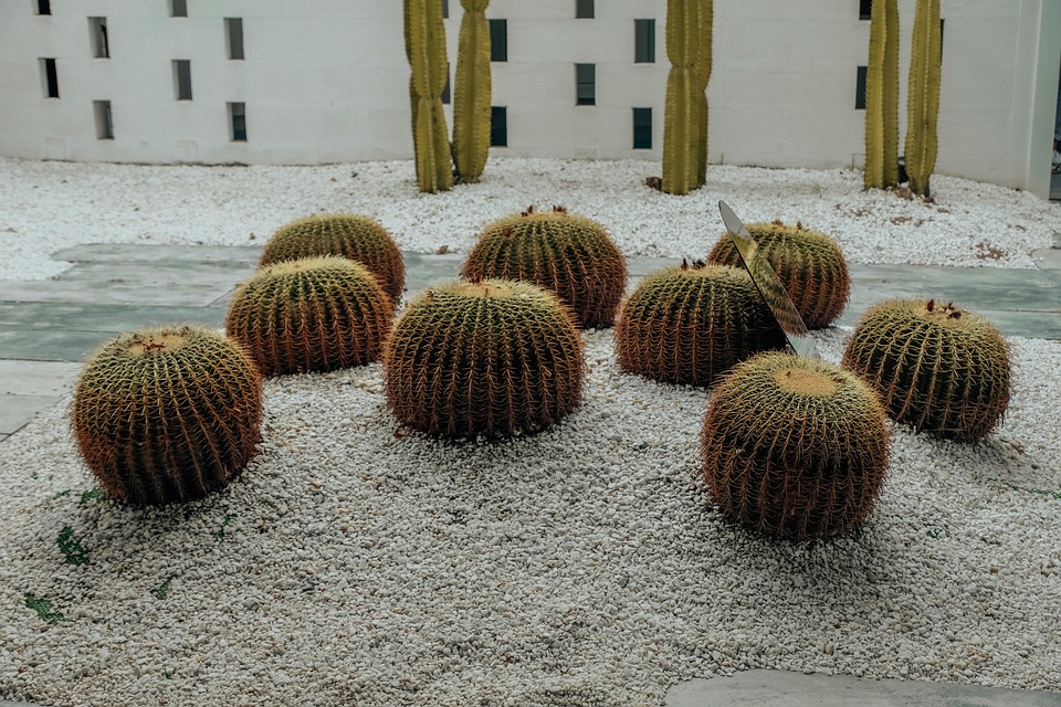 Cactus Plant Green - Free photo on Pixabay
