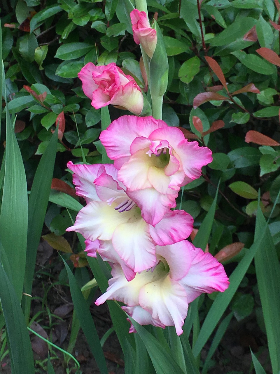 Pétale Fleurs Magnifique - Photo gratuite sur Pixabay - Pixabay