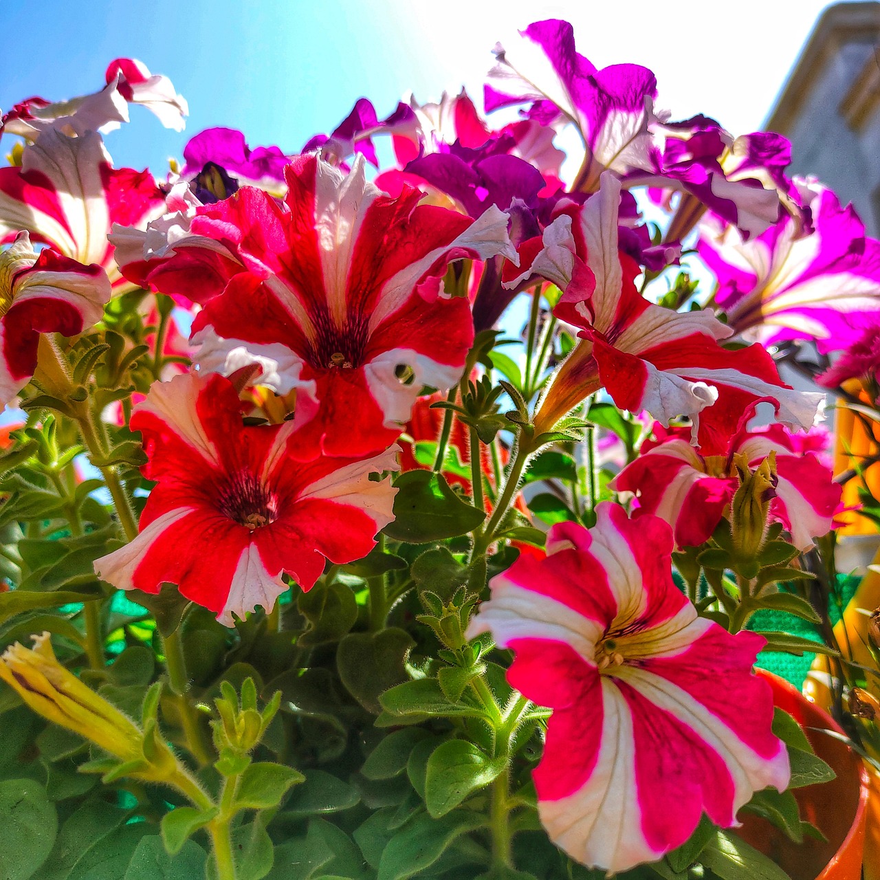 Petunia Flowers Nature Free Photo On Pixabay Pixabay