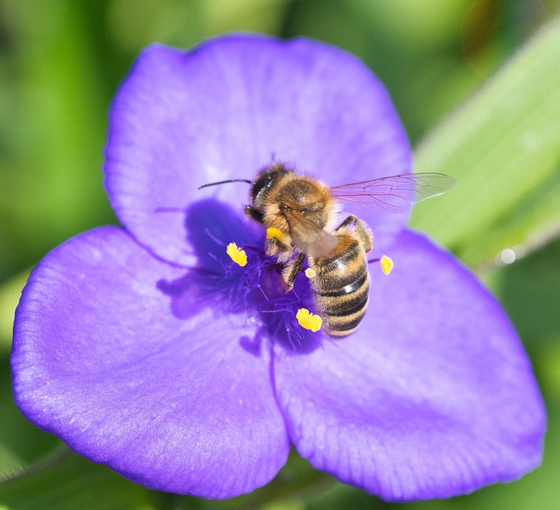 Bee Insect Pollinate - Free photo on Pixabay - Pixabay