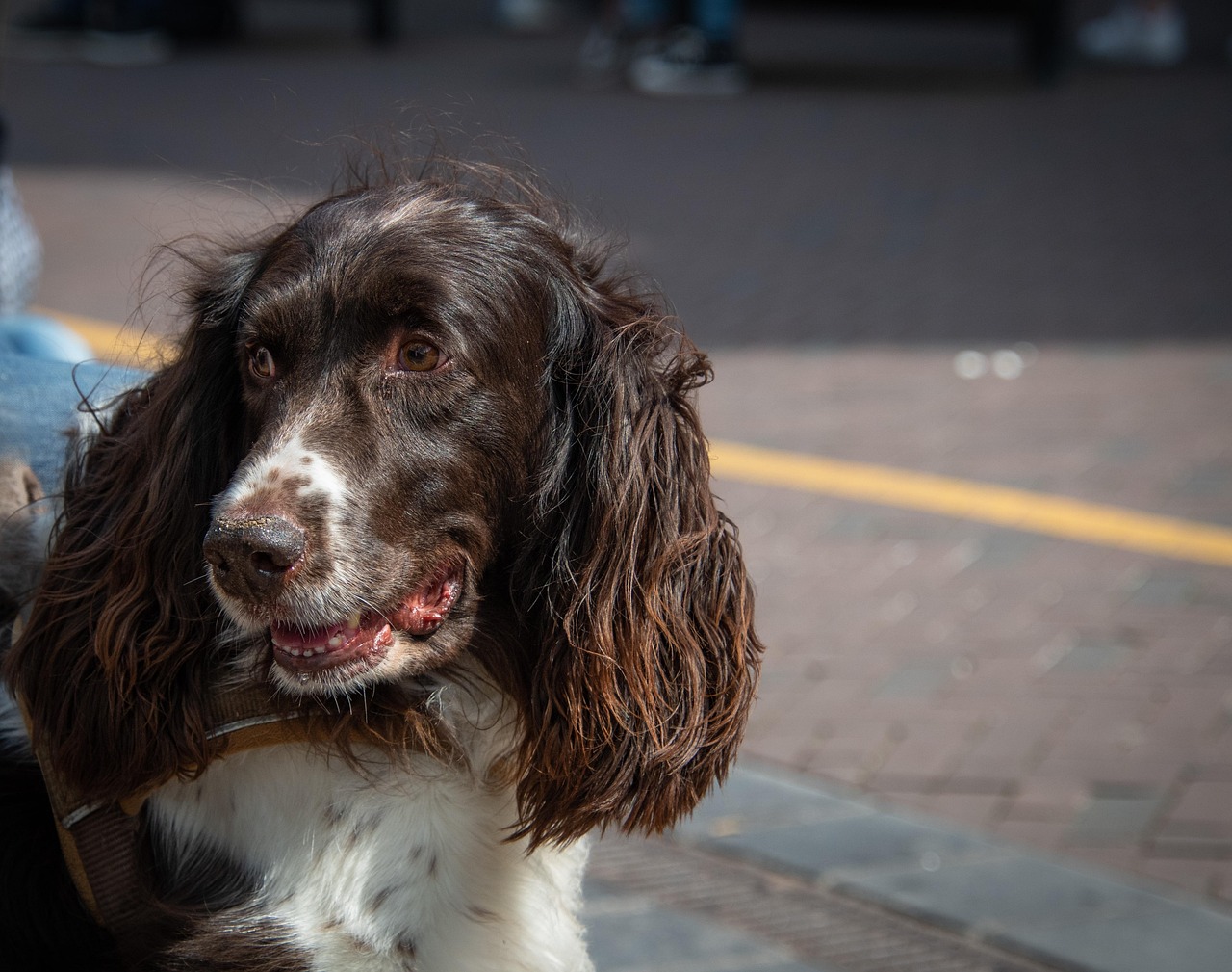 Más de 80 imágenes gratis de Mujer Con Perro y Mujer - Pixabay