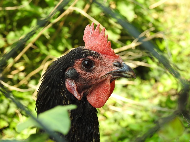 Mematuk Ayam Potret - Foto gratis di Pixabay - Pixabay