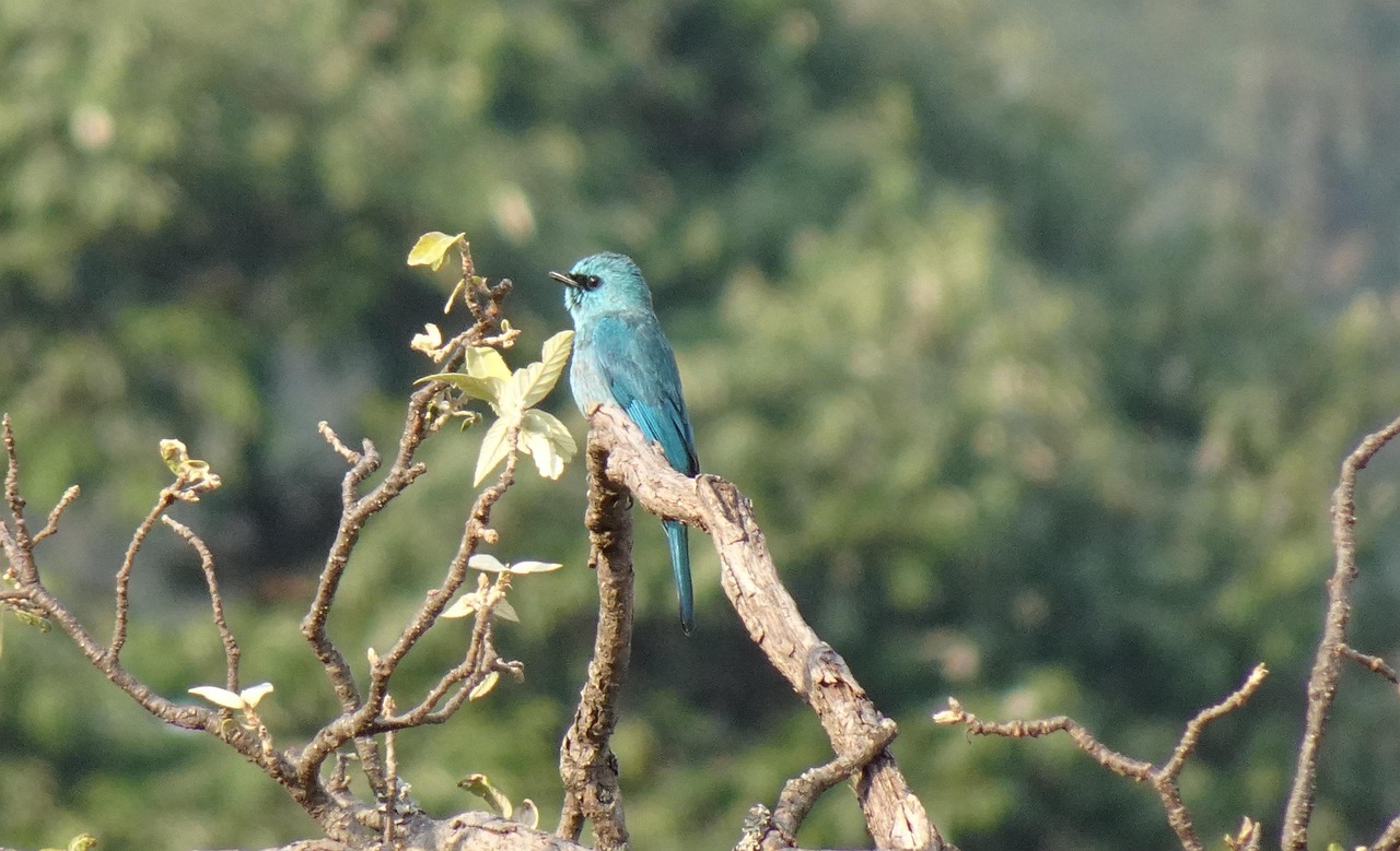 Flycatcher Bird Perched - Free photo on Pixabay - Pixabay